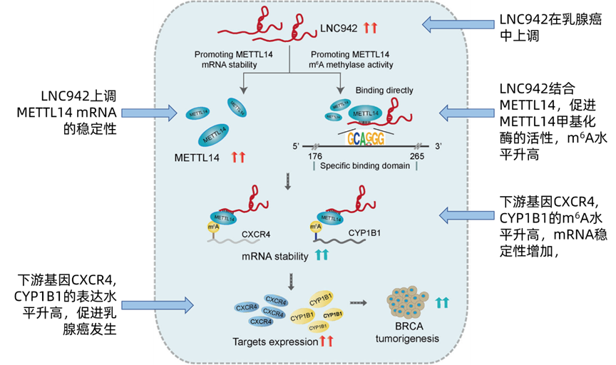 当lncRNA遇到m6A修饰